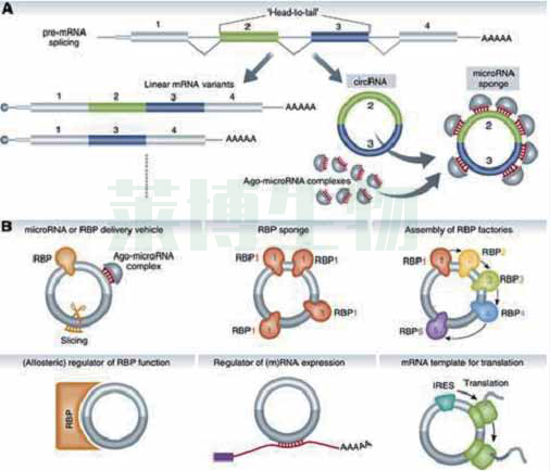 环状RNA研究方案——circRNA课题方案设计 - 产品资讯 - 资讯 - 生物在线
